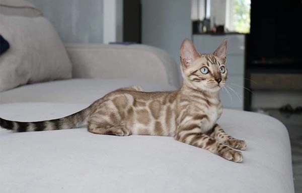 Snow Bengal Kittens for Sale - Delivery to USA & Canada