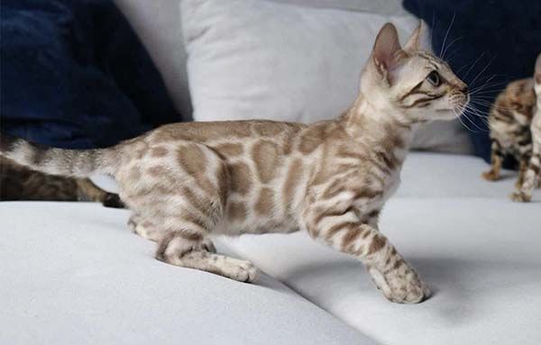Snow Bengal Kittens for Sale - Delivery to USA & Canada