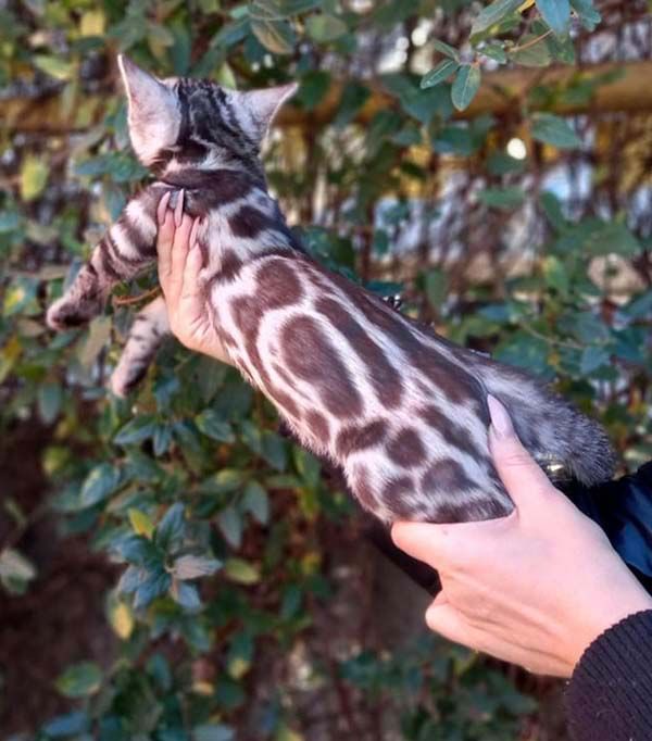 Cattery Blog - Cat Breeding | Clouded Bengals