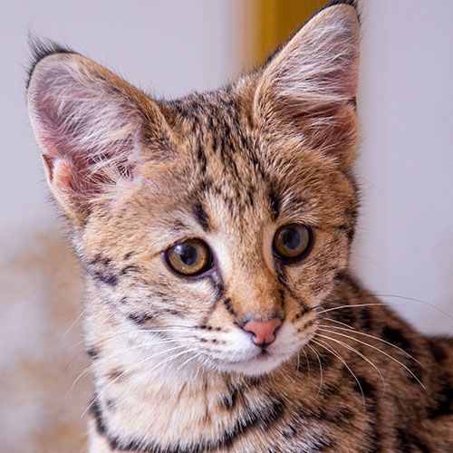 Savannah Cats Blog | F1 Savannahs