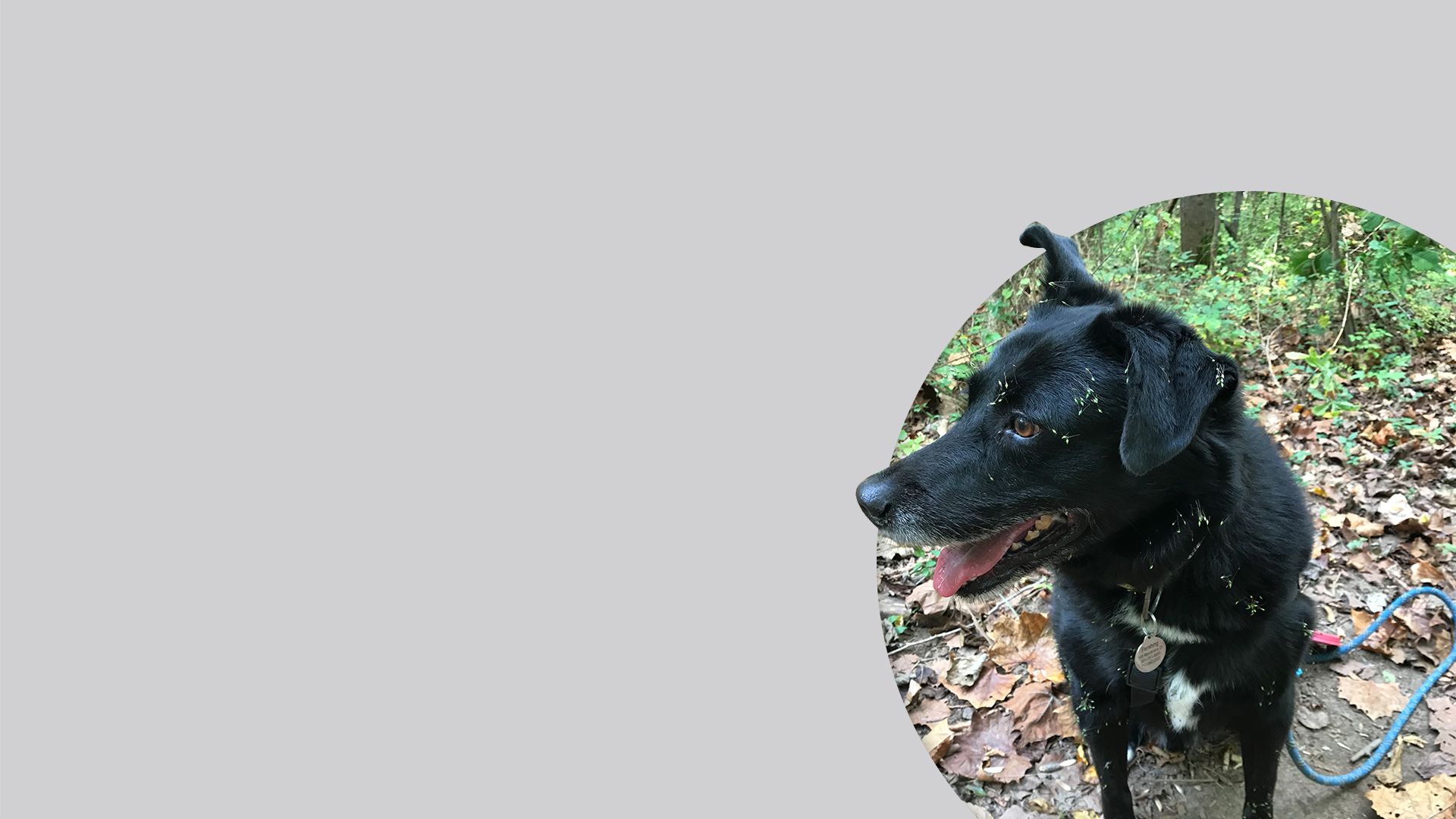 Spay Now Animal Surgery Clinic, Vet in Laurel and Grasonville MD