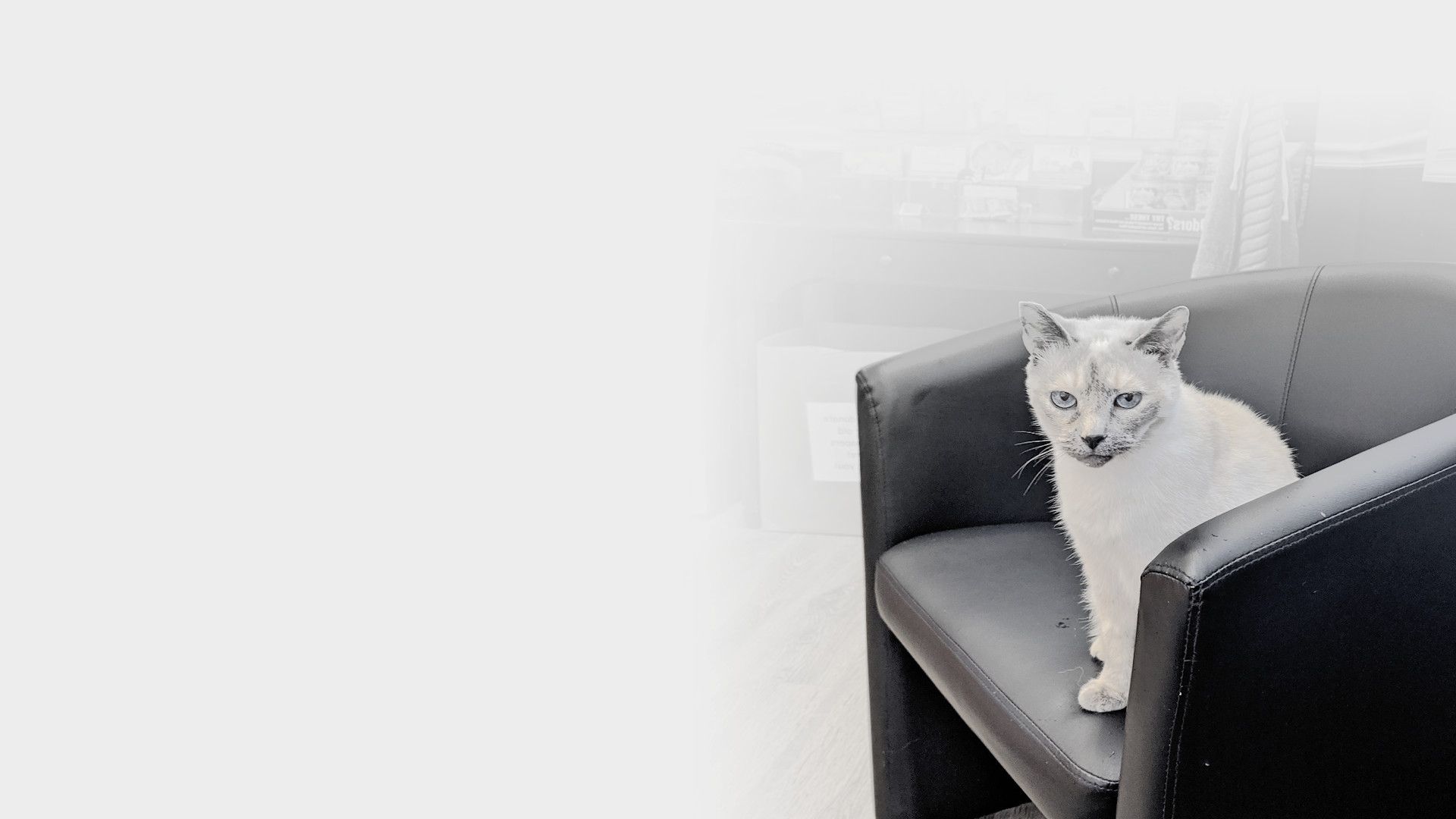 Spay Now Animal Surgery Clinic, Vet in Laurel and Grasonville MD