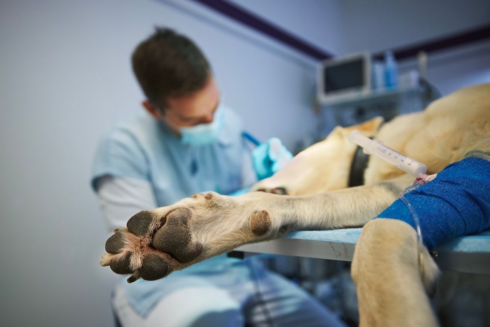 To learn more on how to ensure your pet’s wellbeing before surgery ...