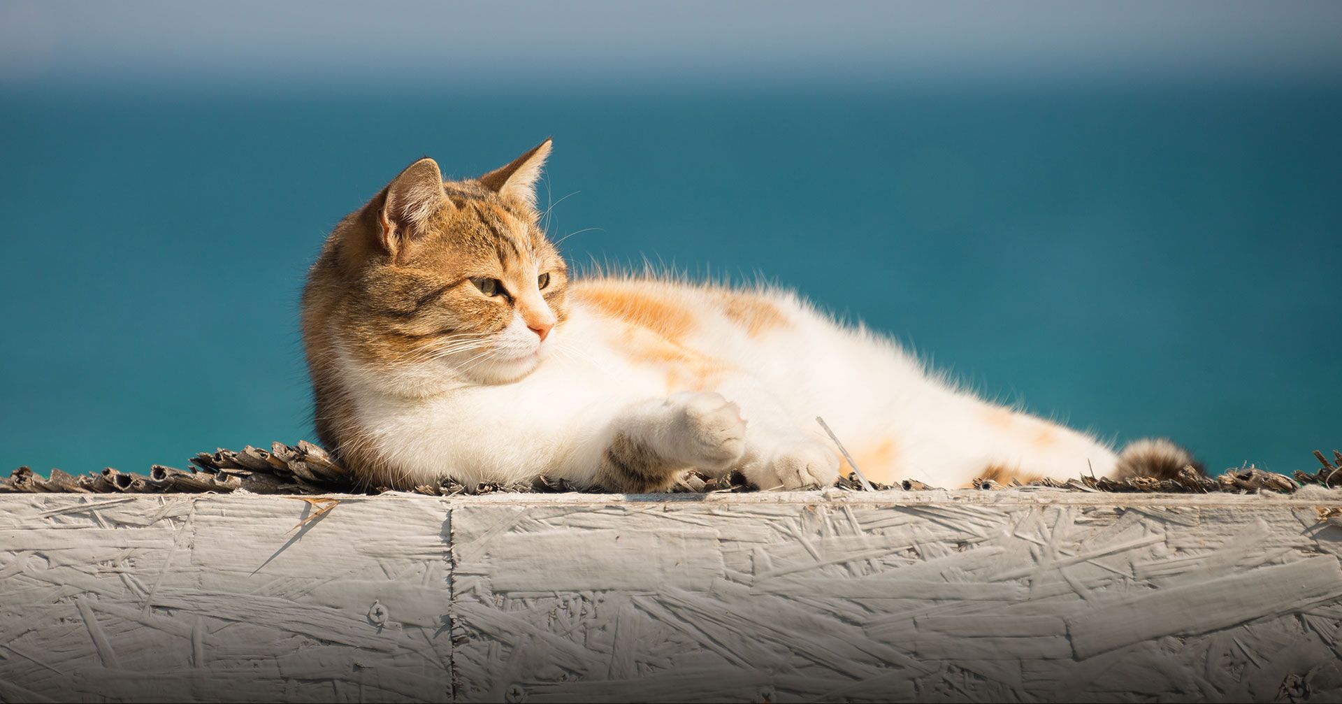 Veterinarian in St Petersburg FL | Central Animal Hospital