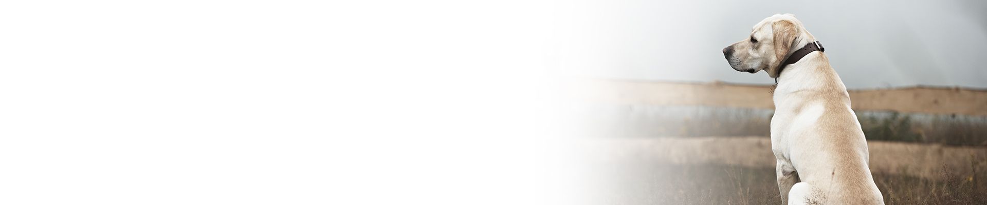 Meet Dr. Durfee |Final Seasons Veterinary Services | Provo & Salt Lake ...