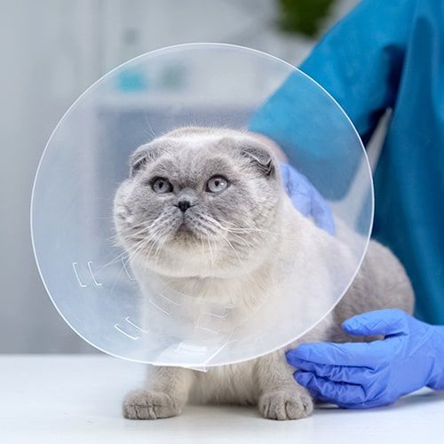 Urgent Care Vet Rockwall | Rockwall Urgent Vet