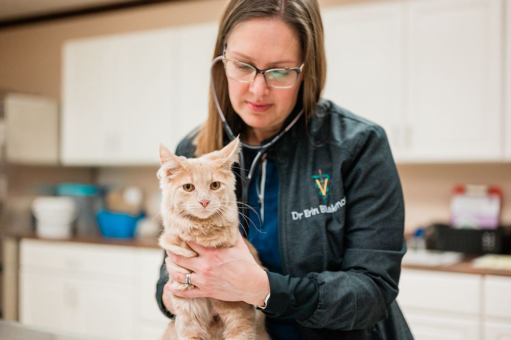 Virtual Tour - Auburn Animal Hospital | Auburn Veterinary Service