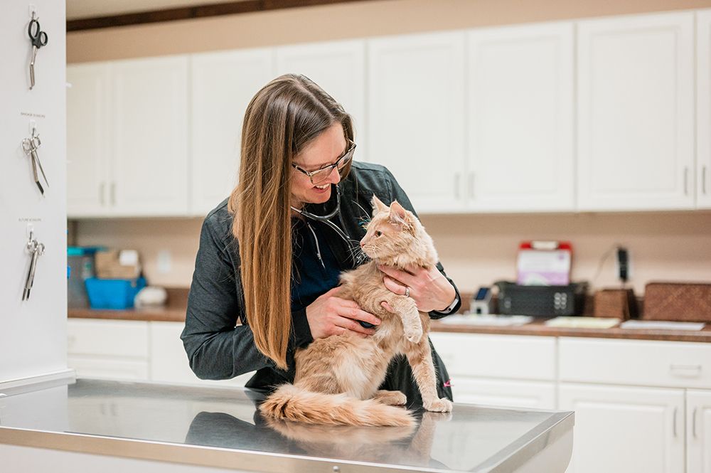 Virtual Tour - Auburn Animal Hospital | Auburn Veterinary Service