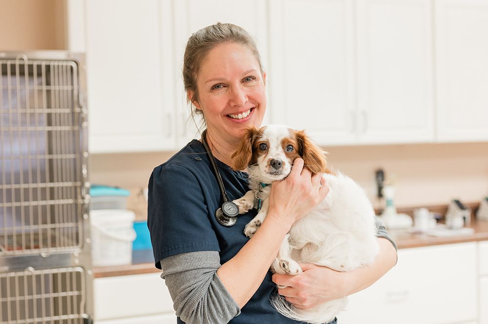 Virtual Tour - Auburn Animal Hospital | Auburn Veterinary Service