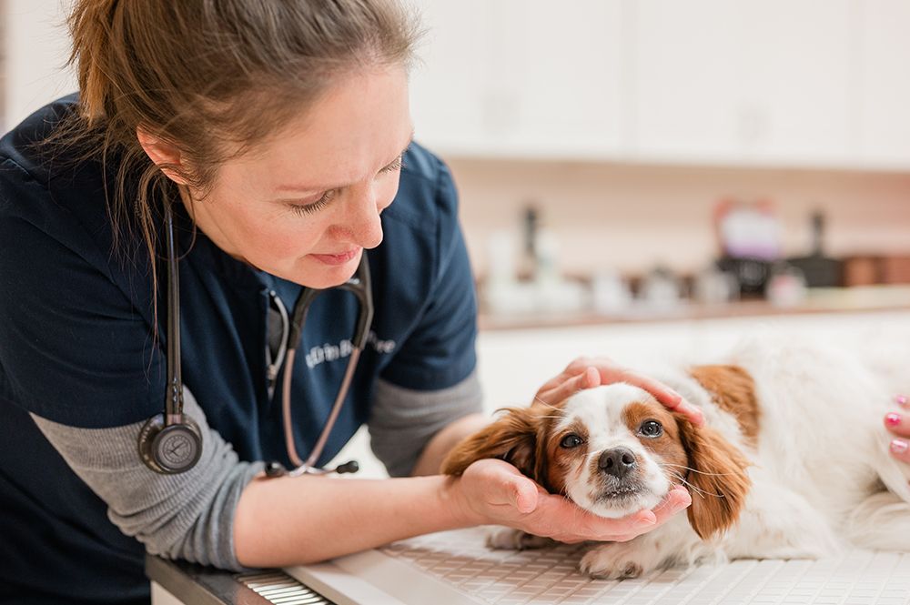 Virtual Tour - Auburn Animal Hospital | Auburn Veterinary Service