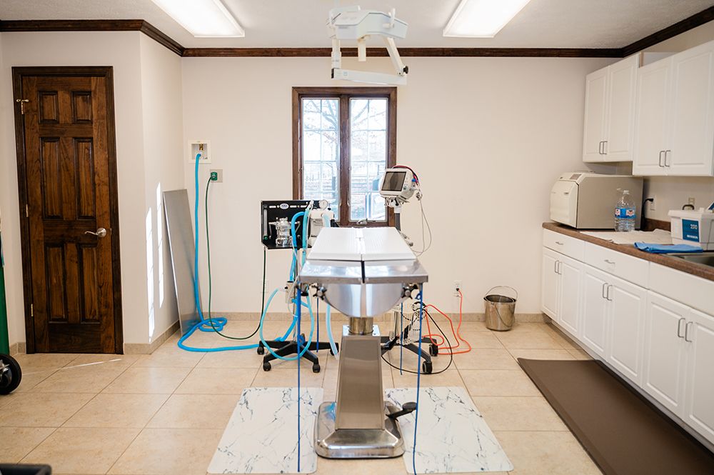 Virtual Tour - Auburn Animal Hospital | Auburn Veterinary Service