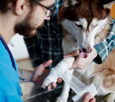 Mobile Veterinarian in Atlanta GA | Dr. J Personal Vet