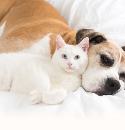 Denton Veterinary Center | Veterinarian in Denton TX and surrounding areas