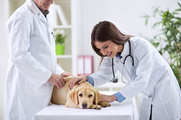 Veterinary Services | Pet Paradise Animal Hospital