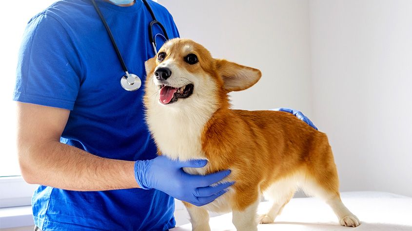 Meet Our Olathe Vets | Advanced Veterinary Care of Olathe