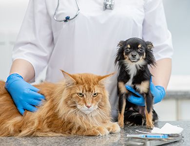 Veterinary Financing in Bullhead City, AZ | Spirit Mountain Animal Hospital