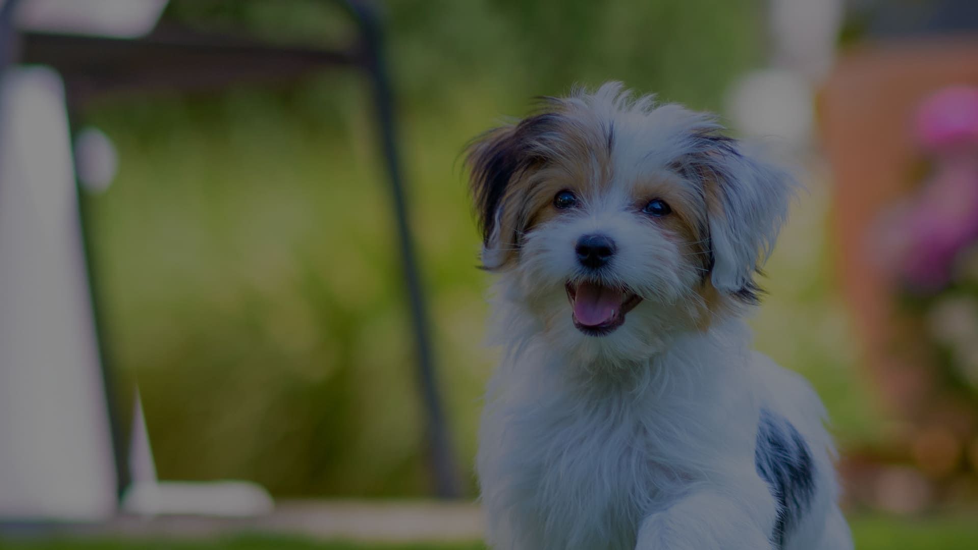 Veterinarian in Lawrence KS | Pawsitive Pets Veterinary Care