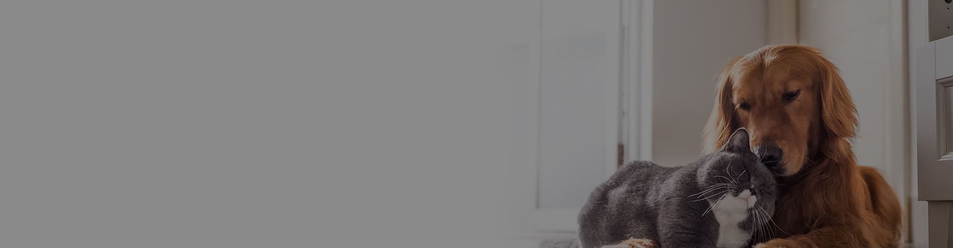 Meet Our Veterinarian in Lawrence KS | Dr. Emily Rowe