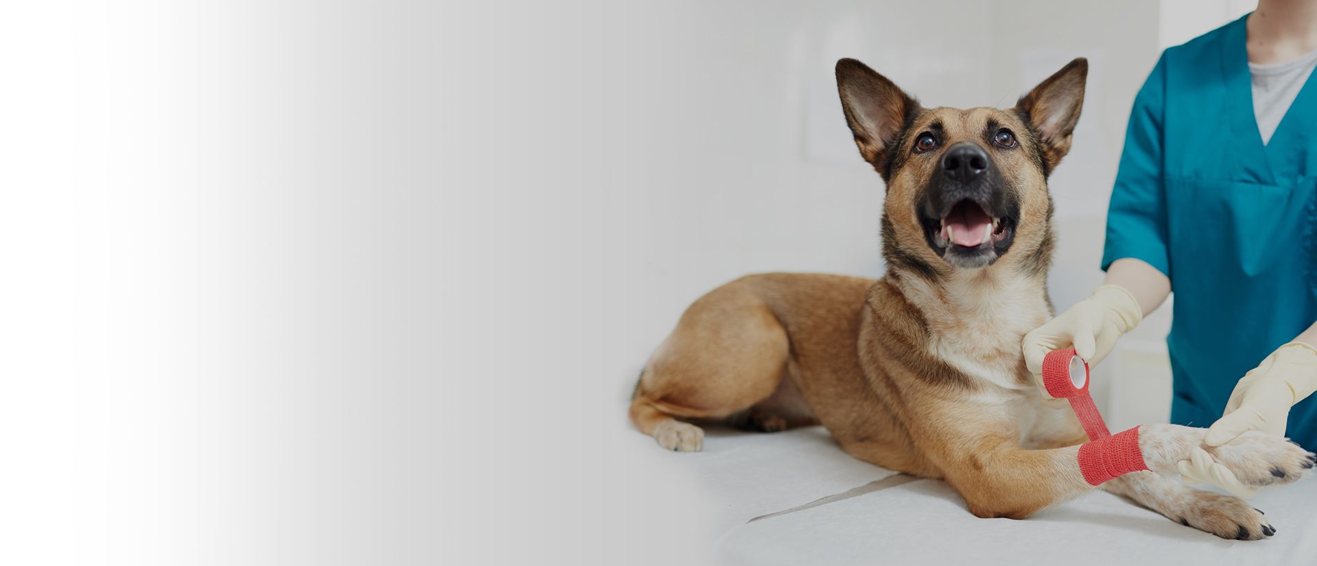 Emergency Vet in The Woodlands, TX | True Animal Vet