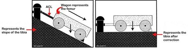 TPLO Surgery in Olathe, KS | Advanced Veterinary Care of Olathe