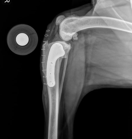 TPLO Surgery in Olathe, KS | Advanced Veterinary Care of Olathe