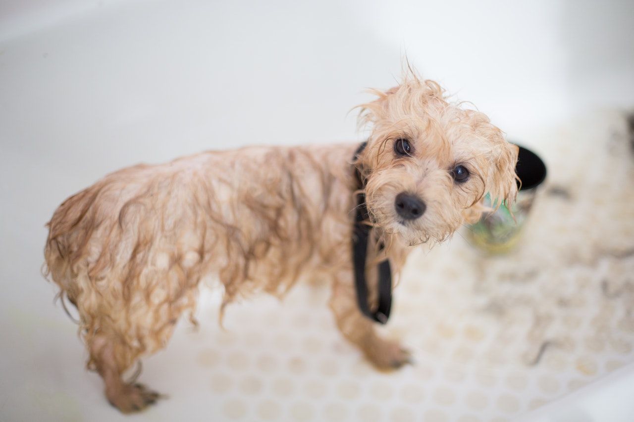 The Importance Of Pet Grooming Crossroads Animal Clinic the-importance-of-pet-grooming-crossroads-animal-clinic