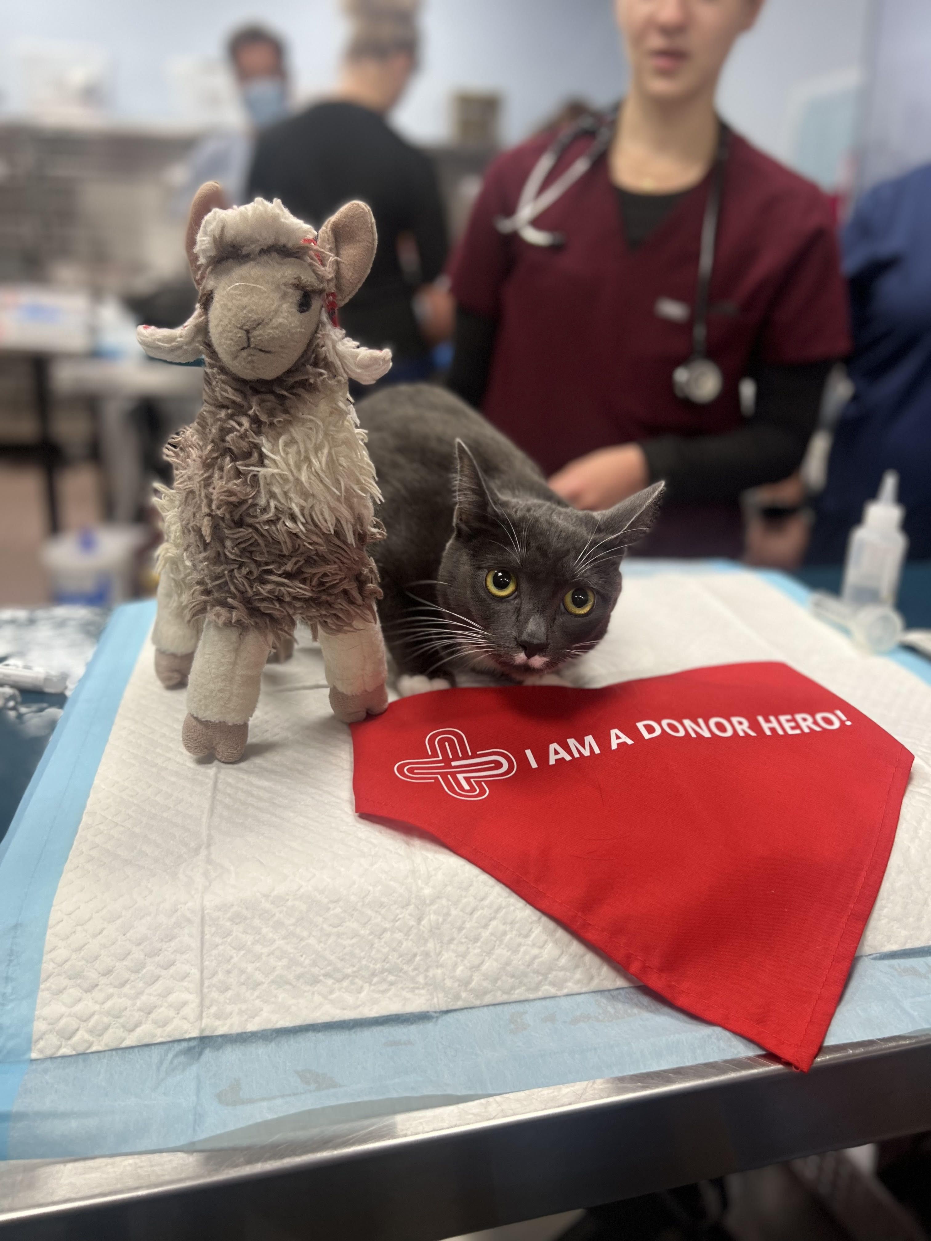 PASE Blood Donor Program Philadelphia Animal Specialty & Emergency