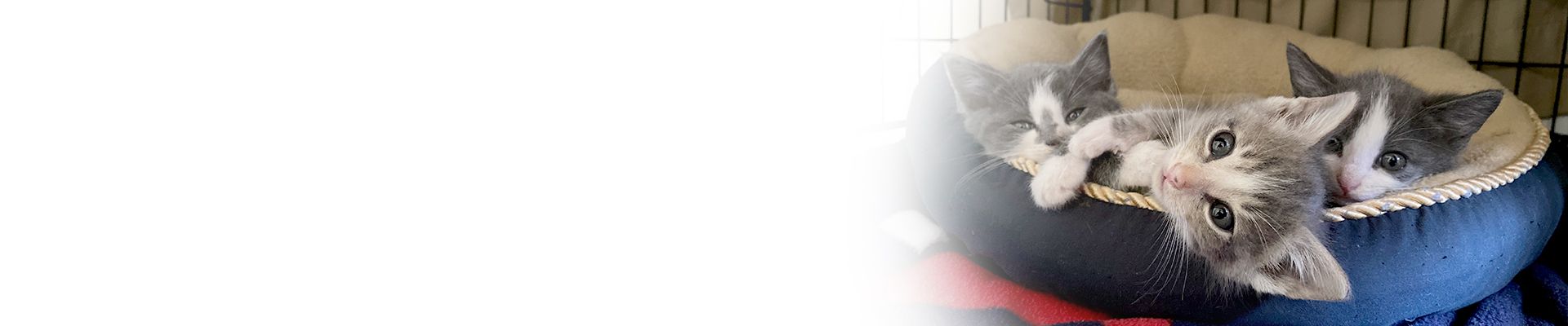 Perineal Urethrostomy Surgery for Cats | Grasonville Veterinarian