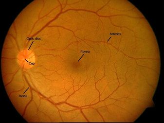 Eye Anatomy | EyeRis Vision - optometrist in Austin, TX