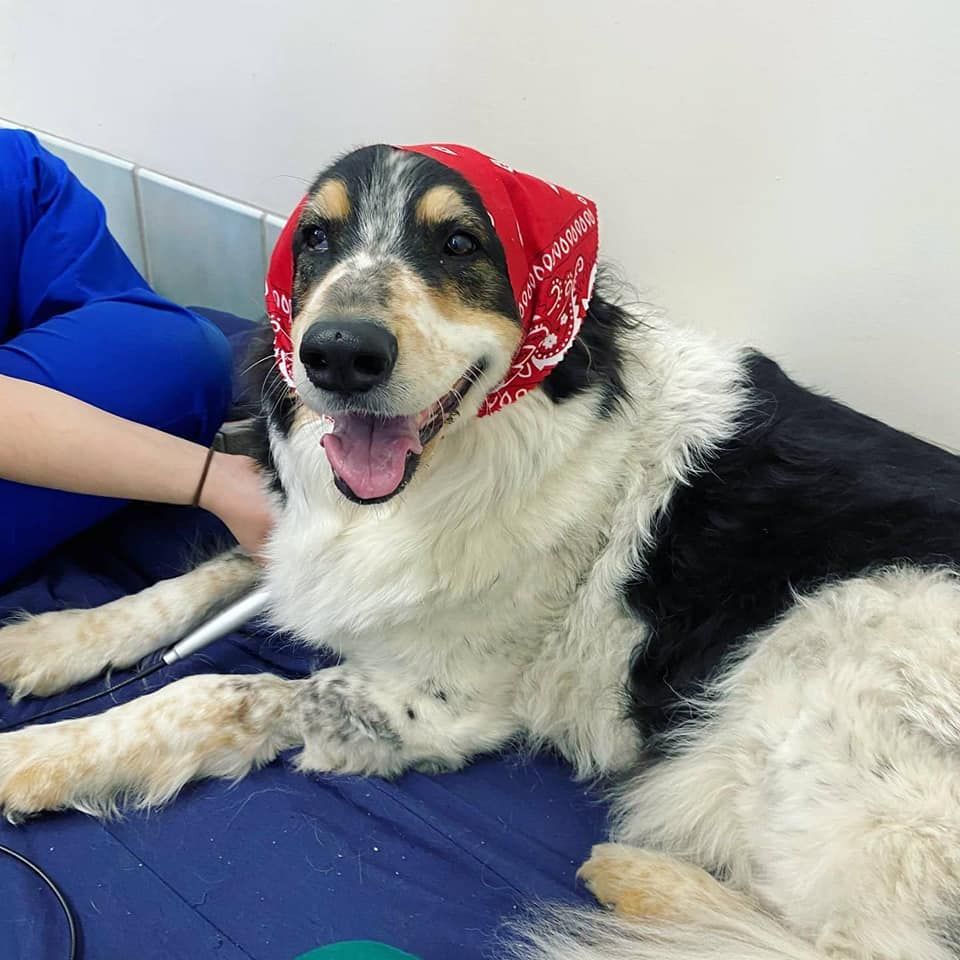 Veterinary Services - Rockville Veterinarians | Petvacx Animal Hospital