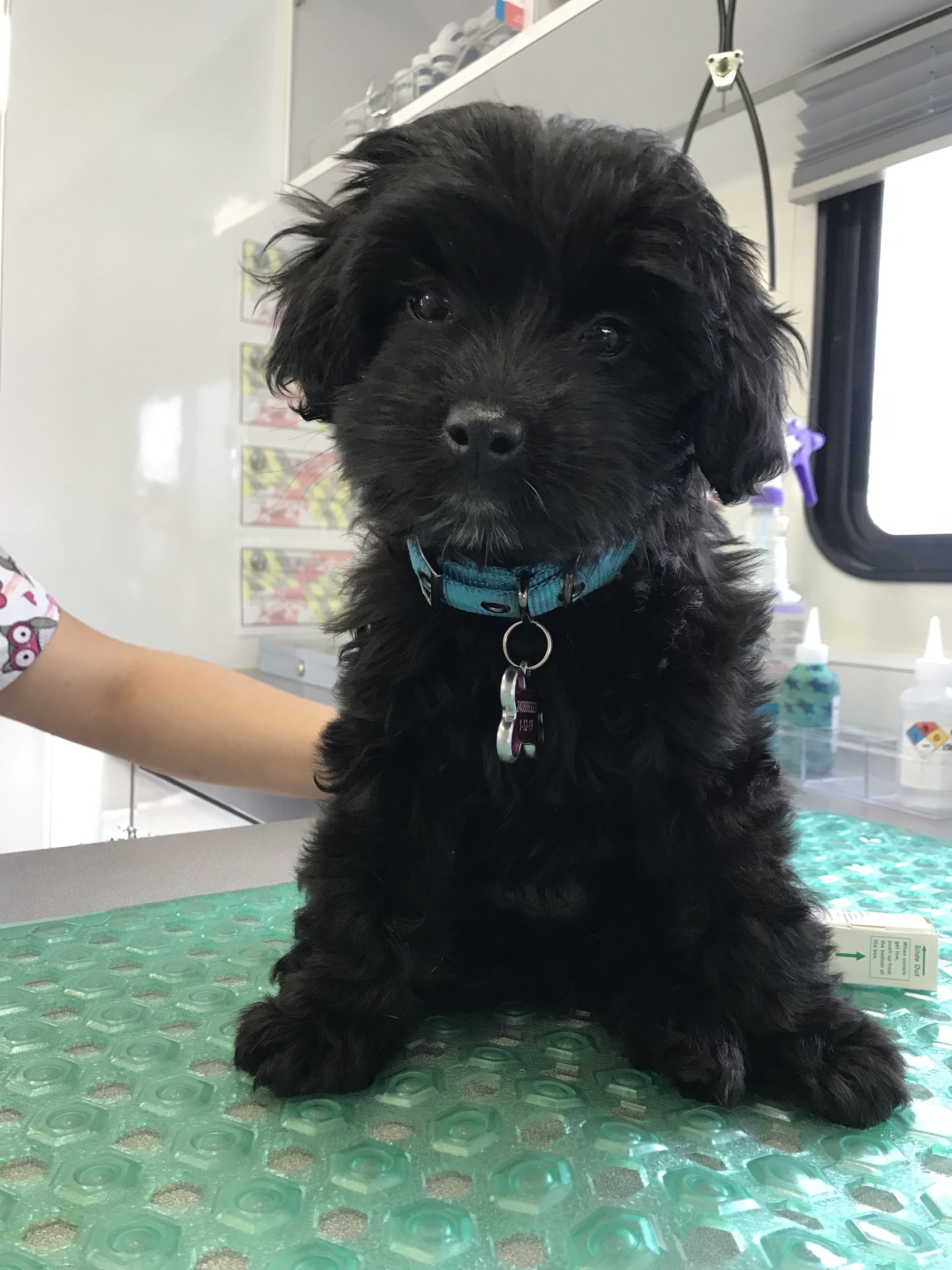 Veterinary Services - Rockville Veterinarians | Petvacx Animal Hospital