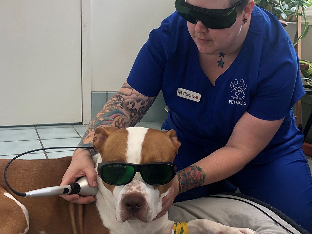Veterinary Laser Therapy - Rockville Vet | Petvacx Animal Hospital