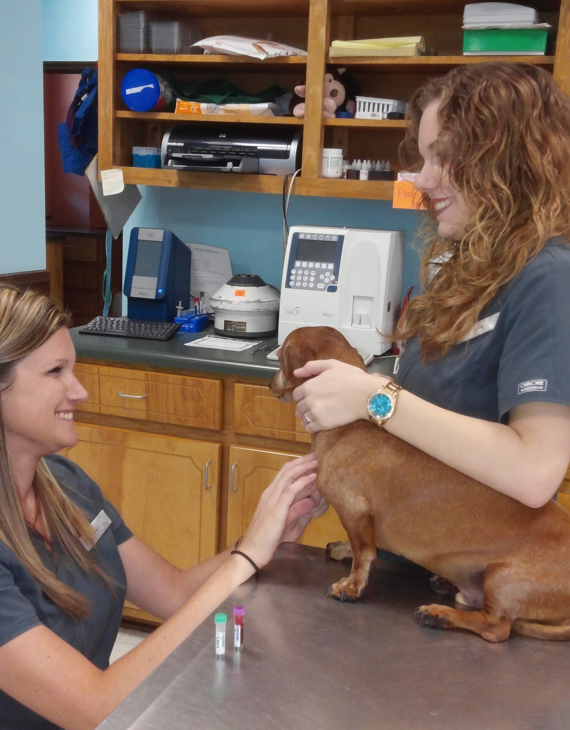 Pet Blood And Lab Tests In Andalusia AL pet-blood-and-lab-tests-in-andalusia-al