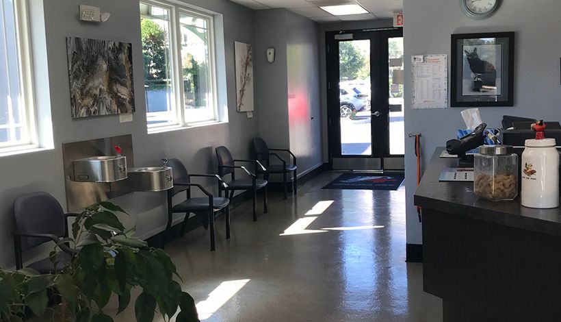 Learn About ABC Pet Clinic, Trusted Veterinary in San Ramon