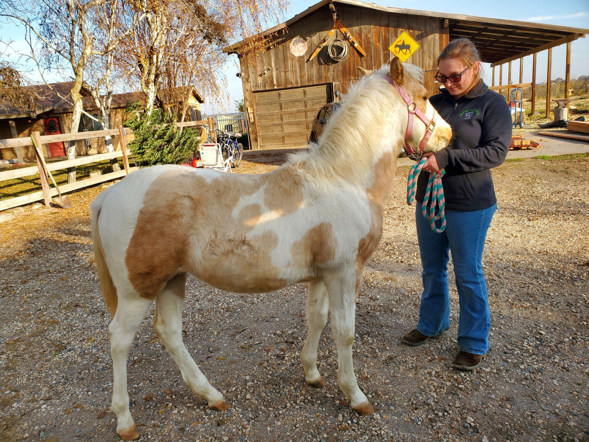 Meet Our Equine Veterinarians in Modesto CA | Dr. Daniel Sweet
