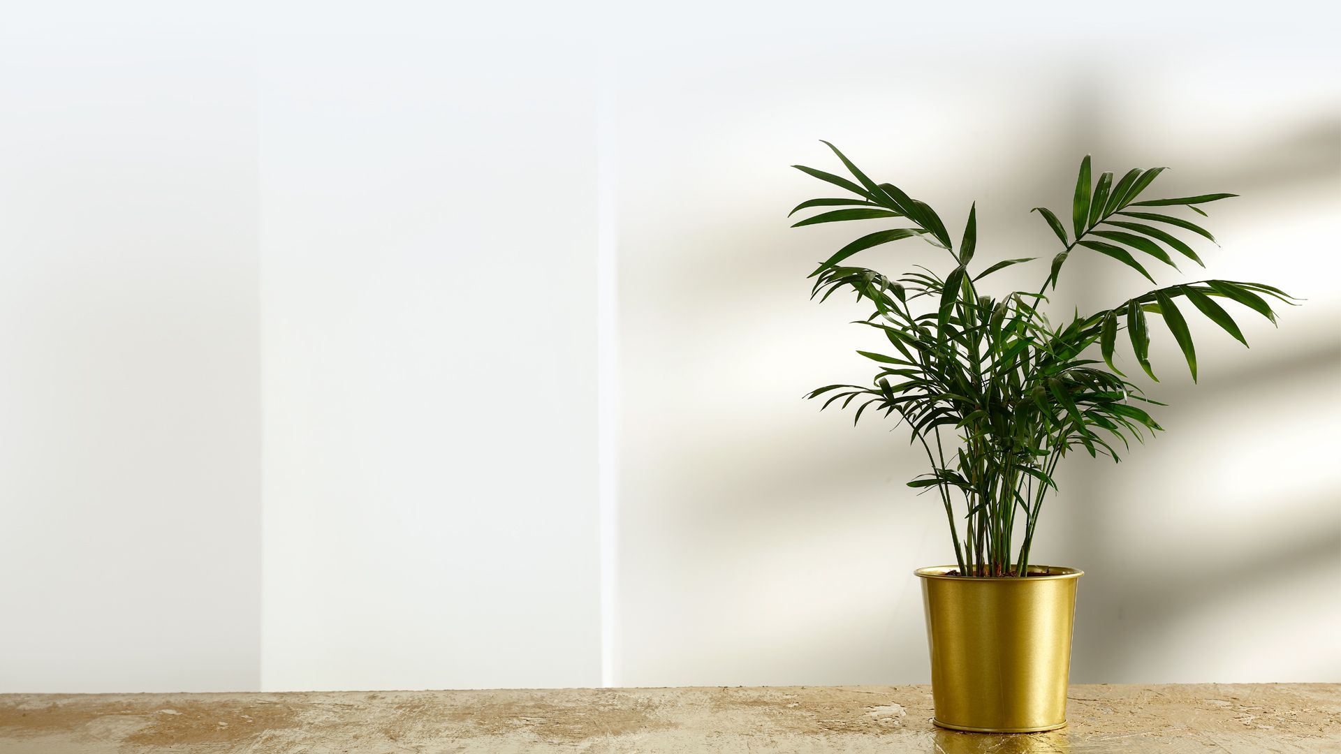 Optometrist in Morgantown | Cheat Lake Eye Care