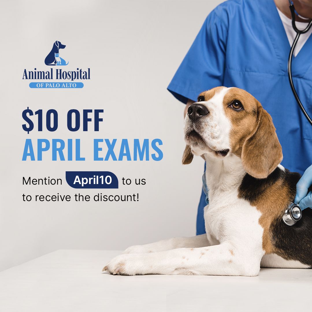 Veterinarians in Palo Alto, CA | Animal Hospital of Palo Alto