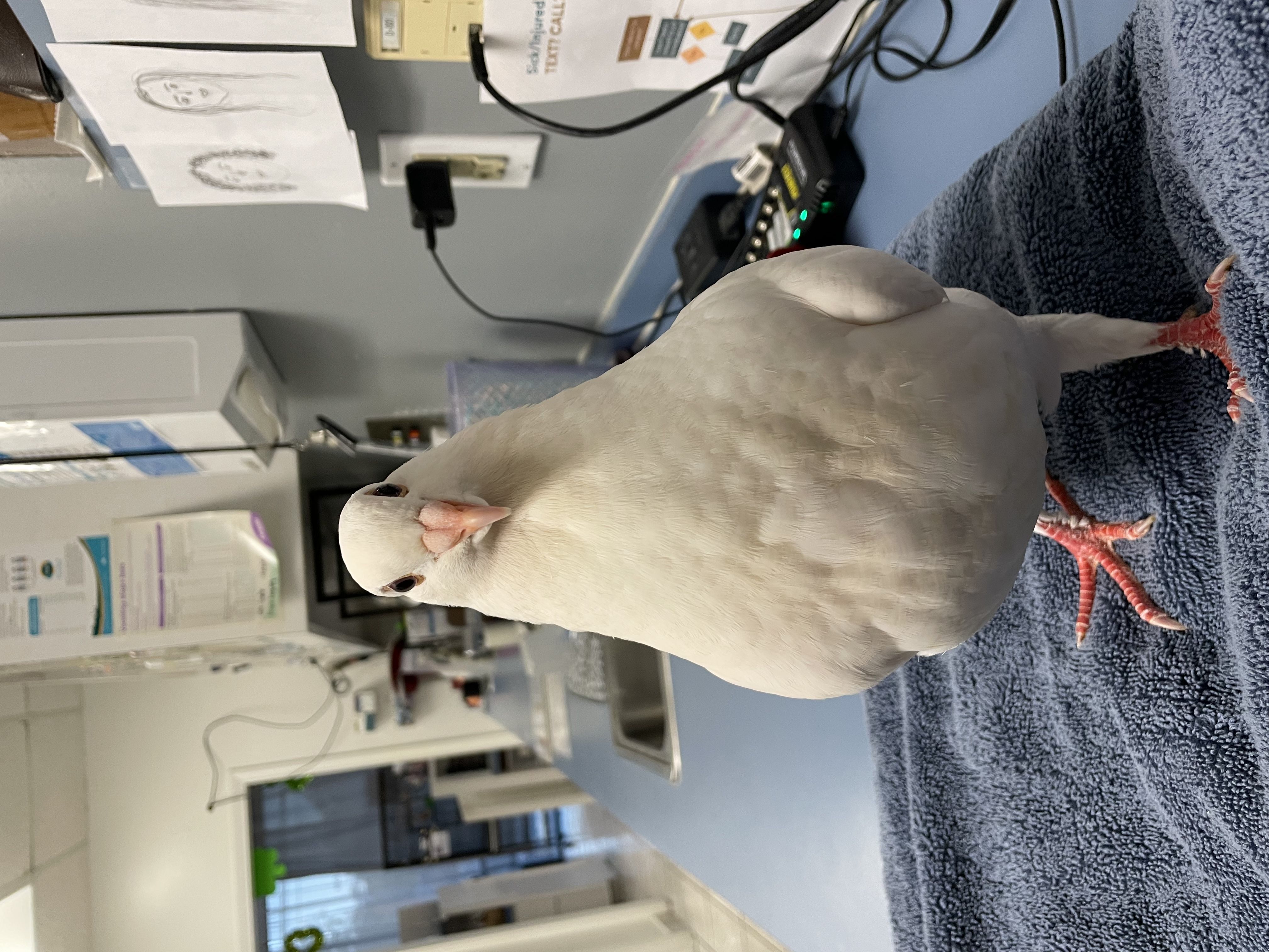 Adoption Avian and Animal Hospital