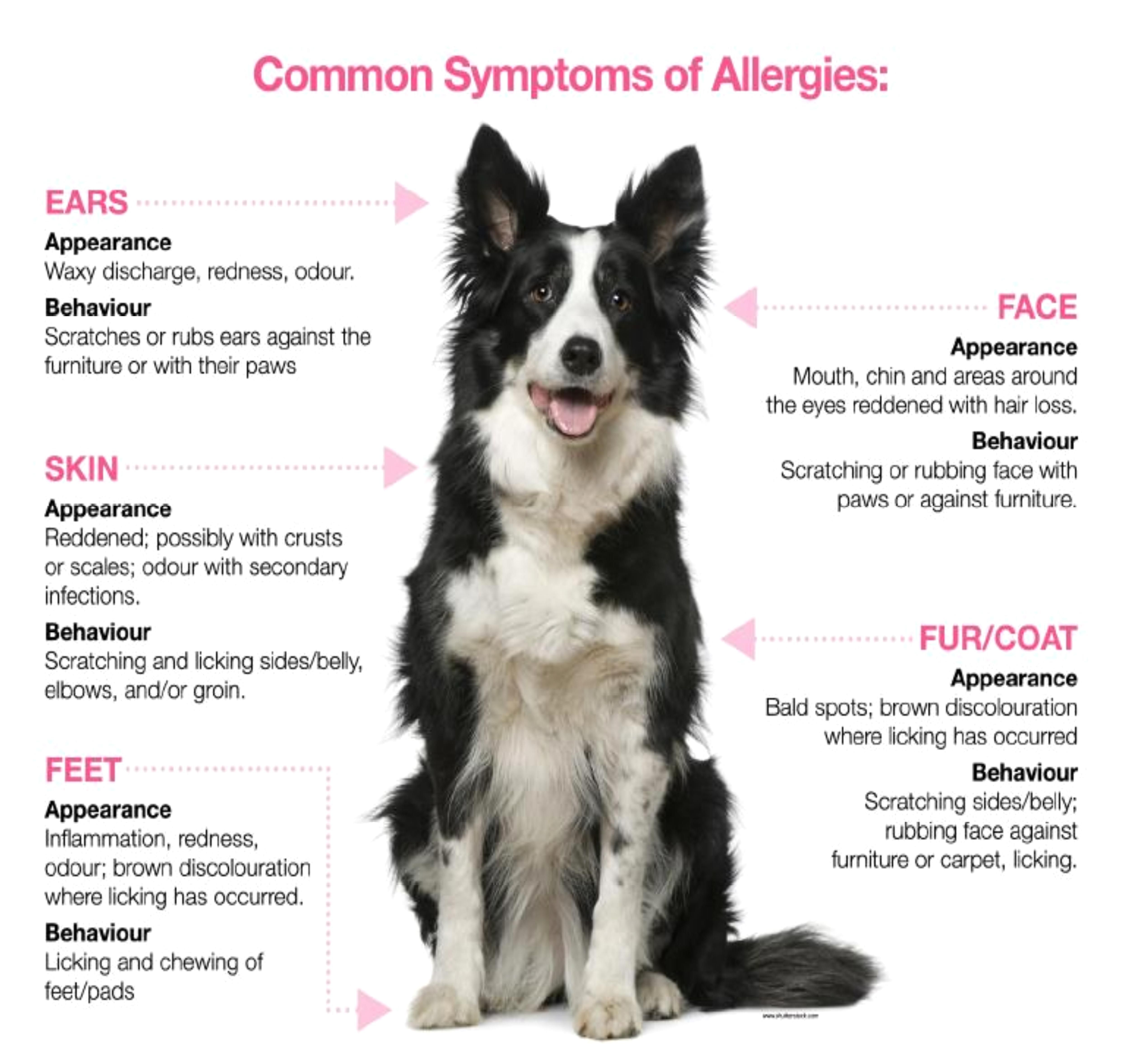 Adoring Pets | Veterinarians in Hamburg, NY