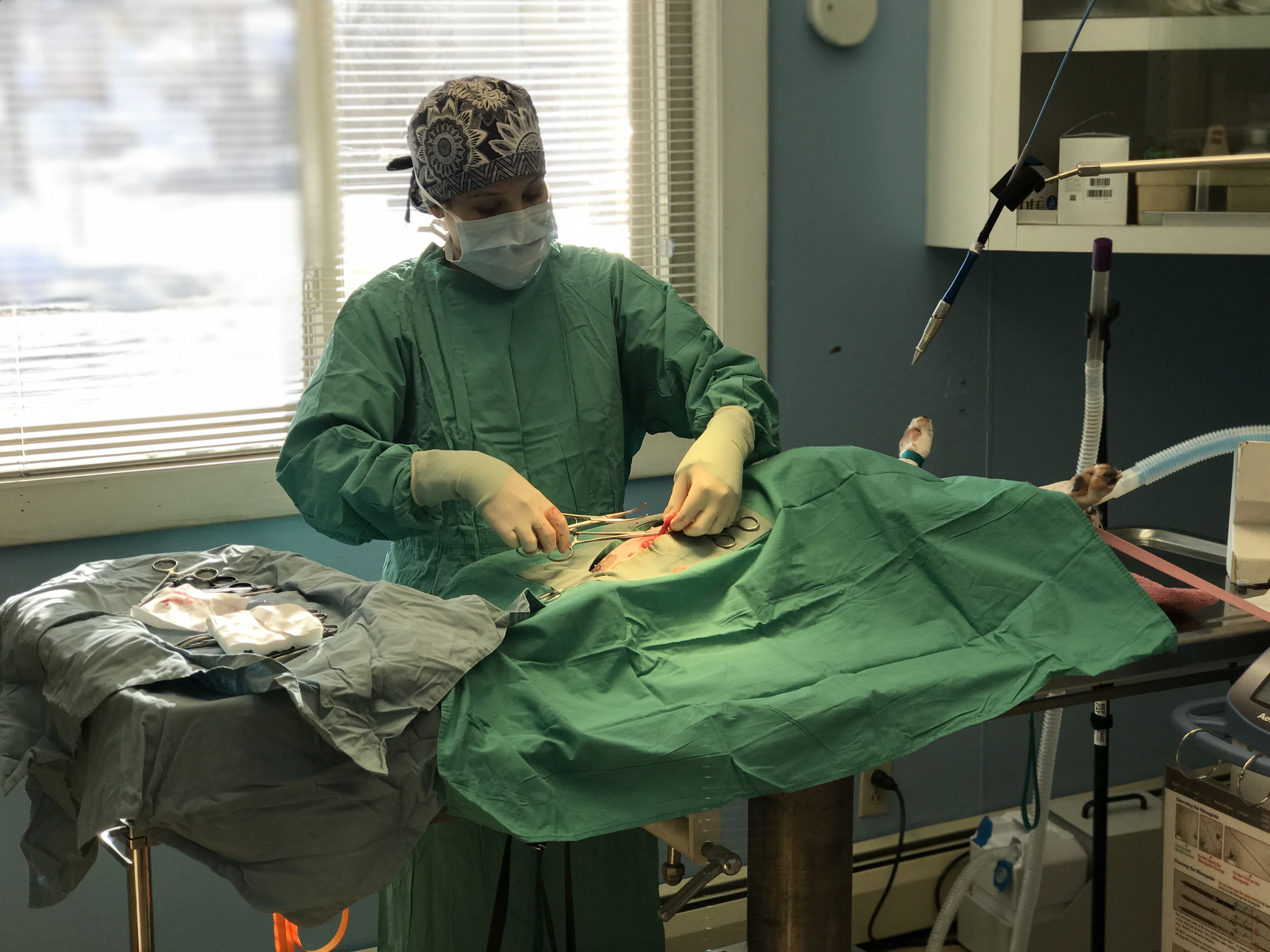 Laser Surgery New England Animal Hospital