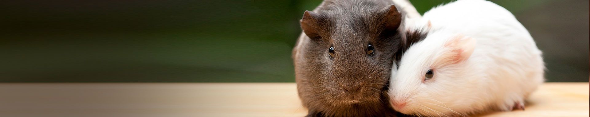 Pocket Pet Vet in Waterville ME | New England Animal Hospital